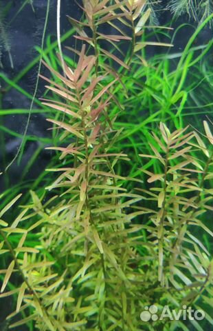 Аквариумное растение прополка