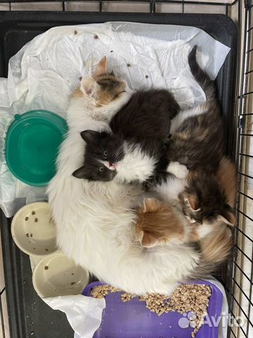 Котята и мама-кошка ищут дом