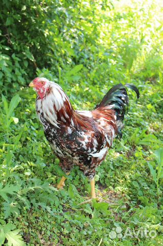 Петух Орловский на племя