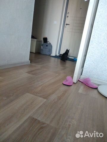 Котик 3 месяца Тошка с пасп с белым подпушком