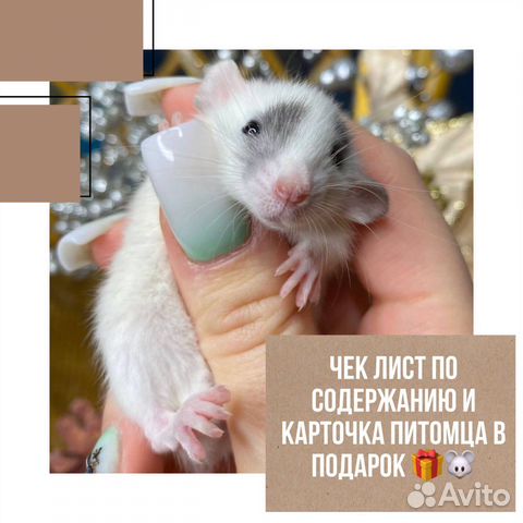 Дамбо крысы, крысята, крыса. Питомник
