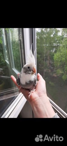 Корелла девочка