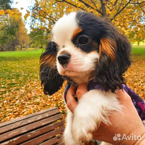 Кавалер Кинг Чарльз спаниели. Щенята