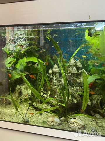 Гуппи бесплатно