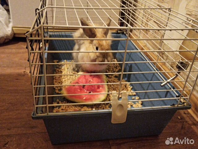 Декоративные кролики