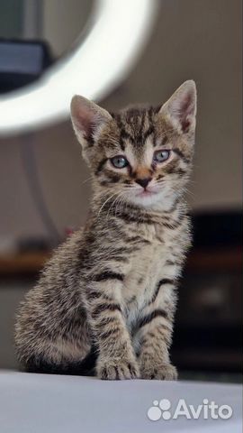 Кошечка ищет добрых и надежных хозяев