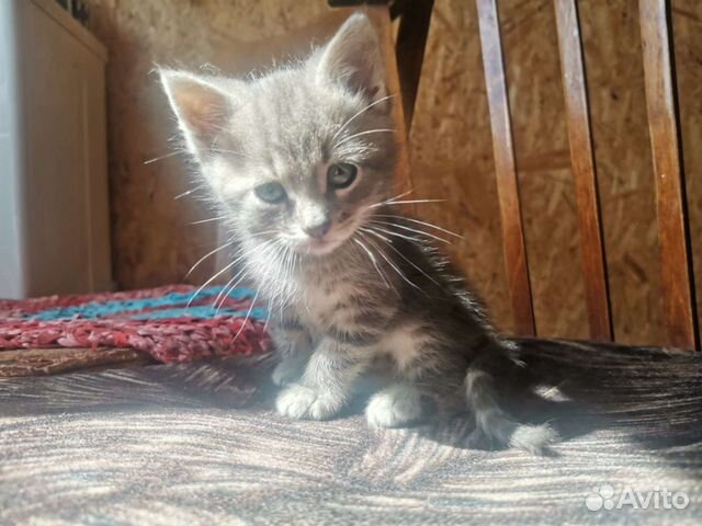 Котёнок дымчатый