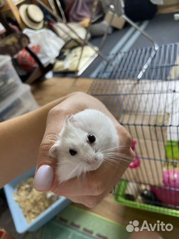 Хомяки джунгарики с клеткой