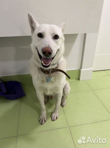 Самый лучший пес в добрые руки