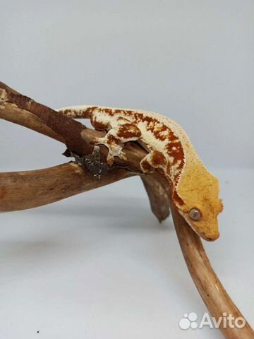 Бананоеды Red Lilly White