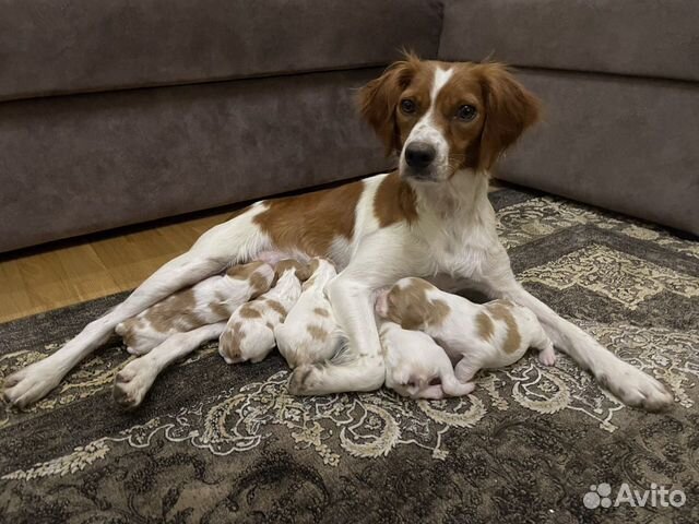 Бретонский эпаньоль