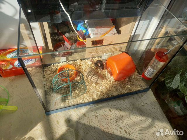 Сатиновые мышки