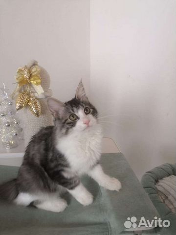 Котёнок Курильского бобтейла