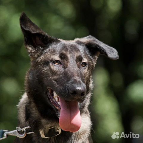 Ваш Друг Лео