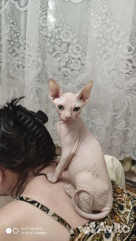 Канадский сфинкс котенок