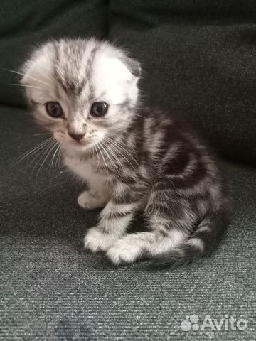 Шотландские вислоухие котята мраморные