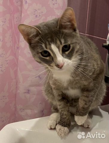 Кот 1 год в дар