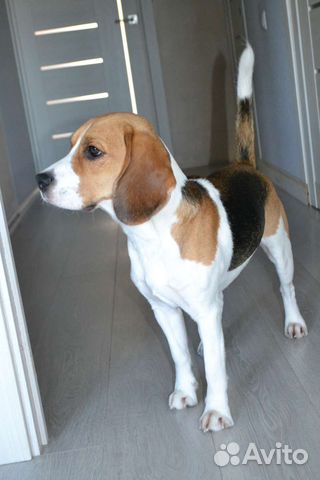 Бигль щенки