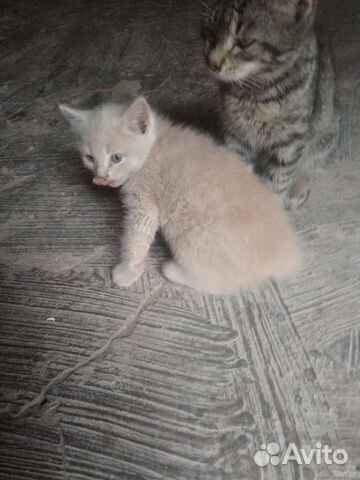Кошки игручие