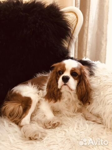 Кавалер кинг чарльз спаниель