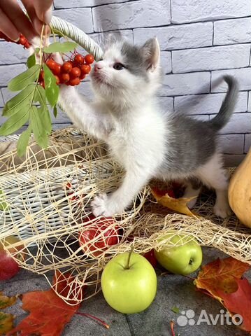 Котятки-сестрички ждут любящие ручки