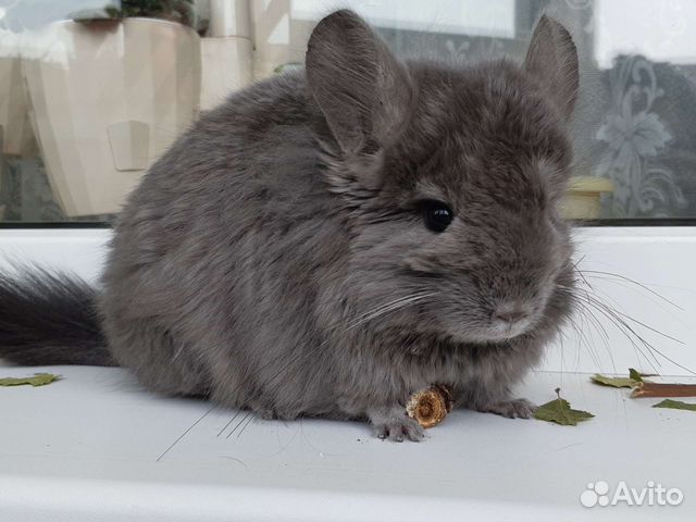 Шиншиллы (ангоры, нос. ангоры, сапфира и фиолета)