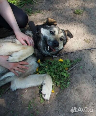 Собака Кобель