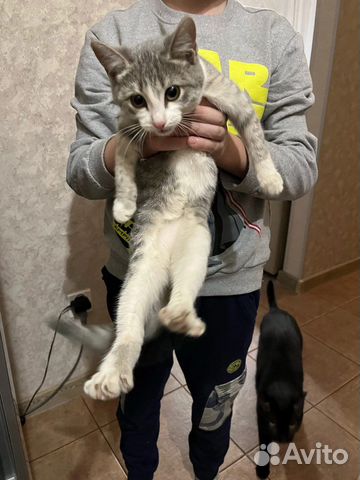 Милая маленькая кошечка