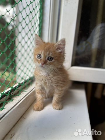 Крошечная Зефирка в добрые руки