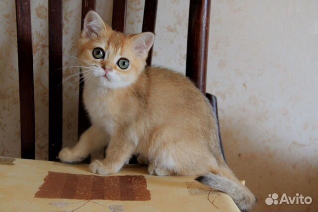 Золотой красавчик Томас