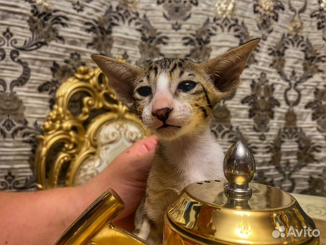 Ориентальная