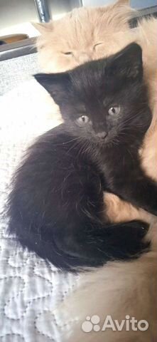 Котенок в добрые руки, мальчик 1.5мес