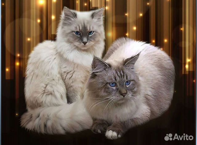 Котята