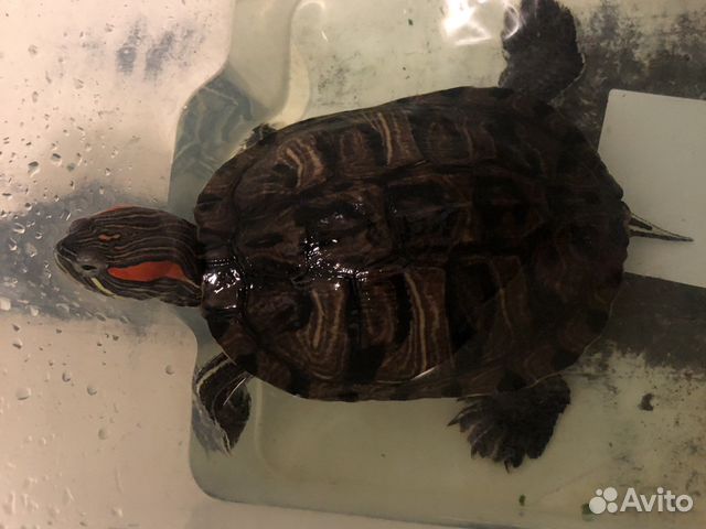 Красноухая черепаха бесплатно