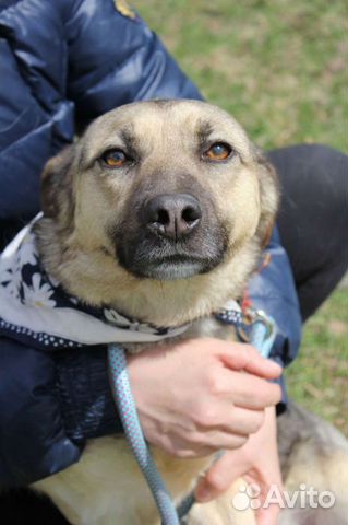 Меня оставили в коробке ещё щенком