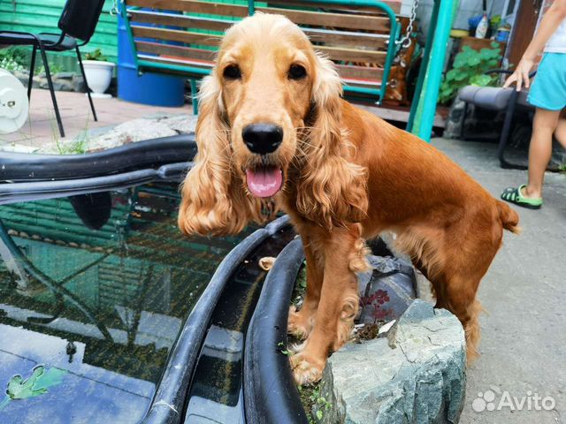 Ищем жениха