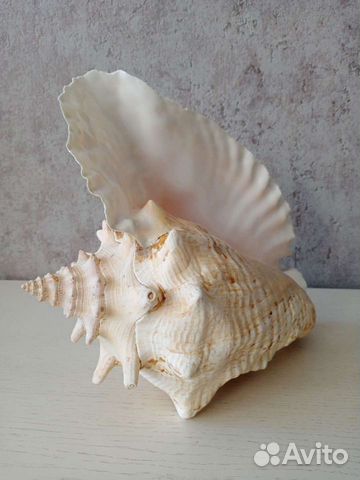 Ракушка морская