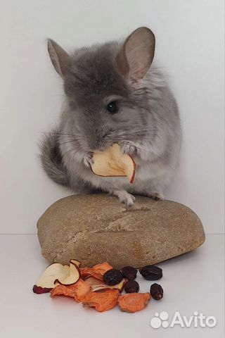 Фиолетовый ангорский шиншилленок мальчик 2 мес