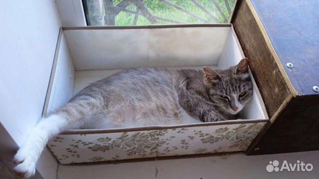 Спокойная кошечка в добрые руки