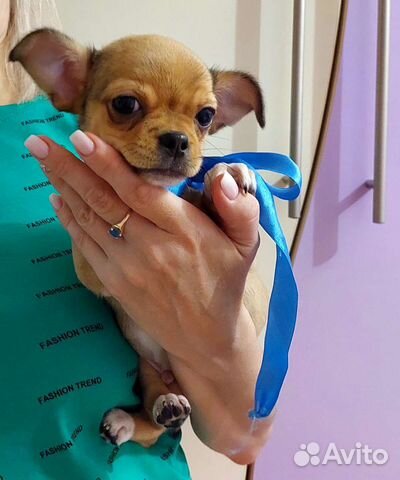 Шикарный рыжик чихуахуа