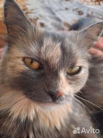 Котята отдам бесплатно