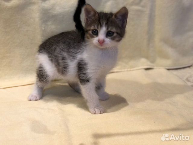 Котёнок 2 месяца принцесса