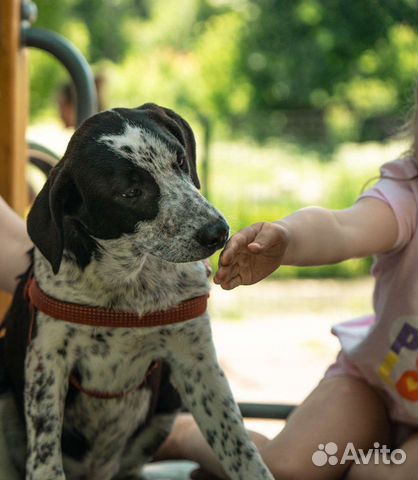 Щенок девочка 4,5 мес