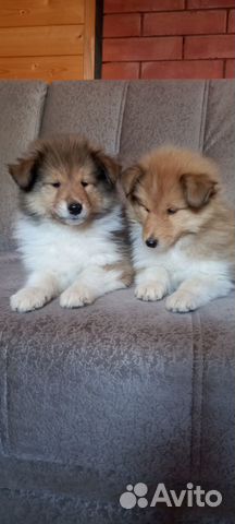 Колли - щенки