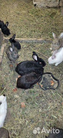Кролики мясных пород