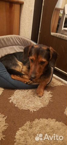 Собака в добрые руки такса