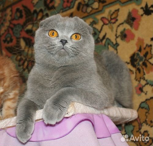 Голубая вислоухая кошечка