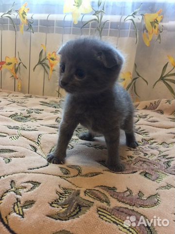 Котята в добрые руки(шотландка вислоухая помесь)