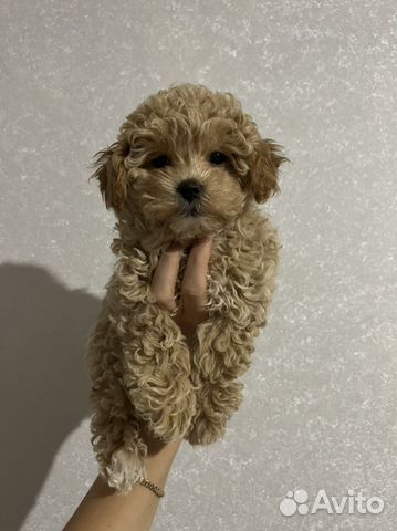 Мальтипу ф1 супер девочка жгучий Меллер