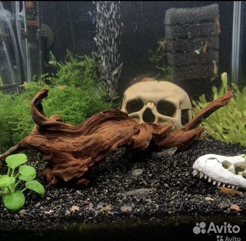 Мангровая коряга